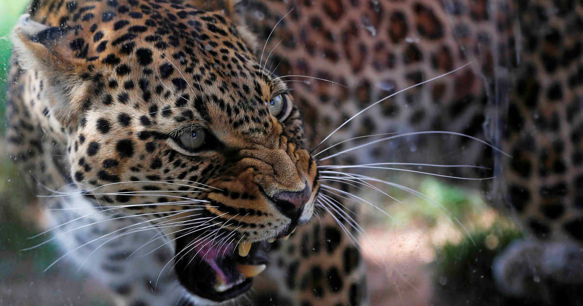 Leopard Species Detection Object Detection Dataset by Proyecto de ...