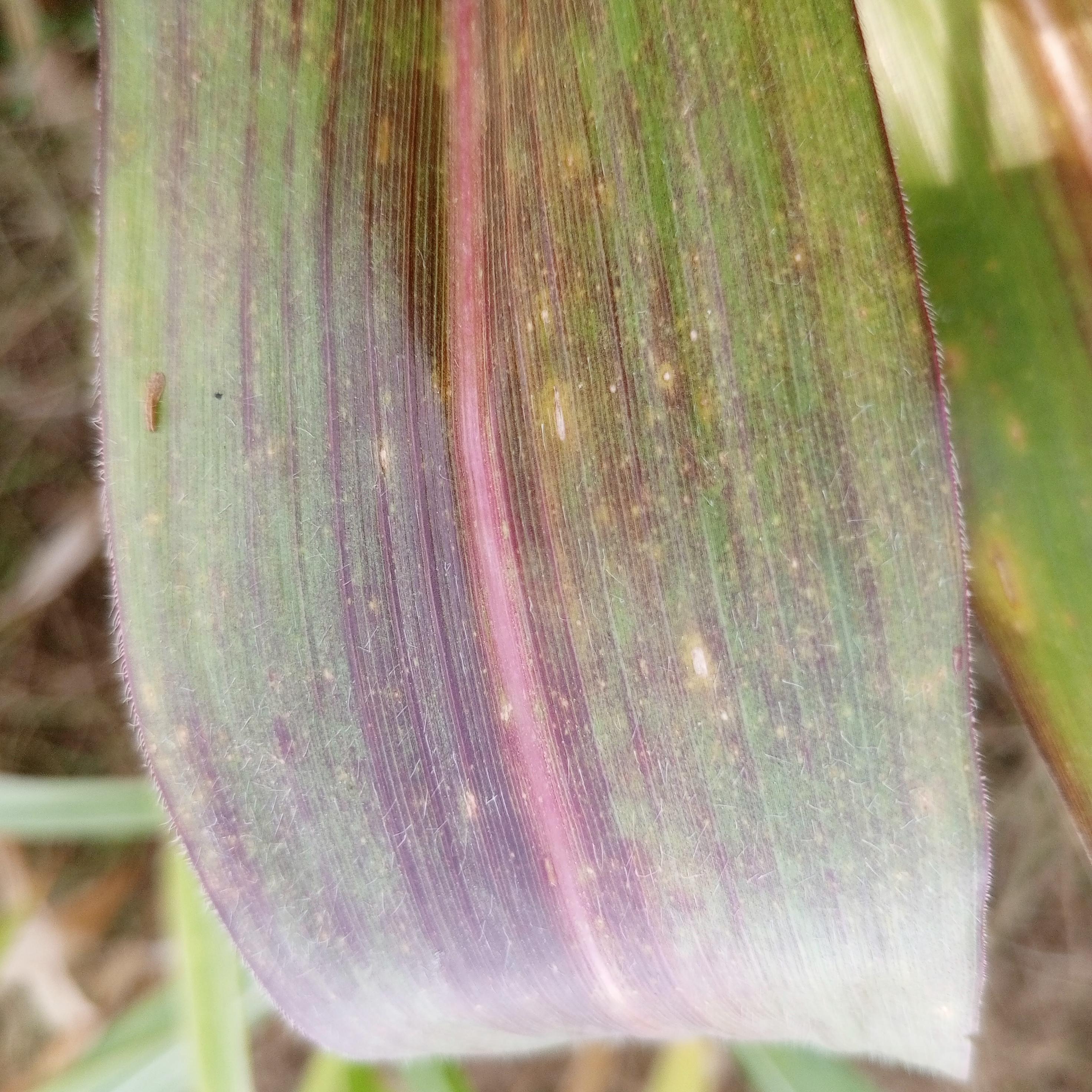 Greater Corn Dataset Classification Dataset by Plant Disease Detection
