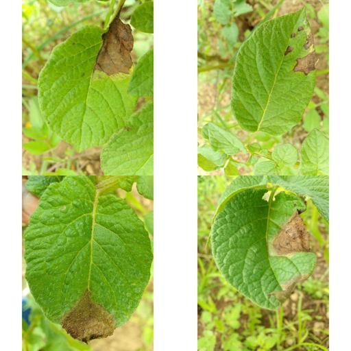 Capstone_Team_Nugget_Final Instance Segmentation Dataset and Pre-Trained Model by segmentCapstone