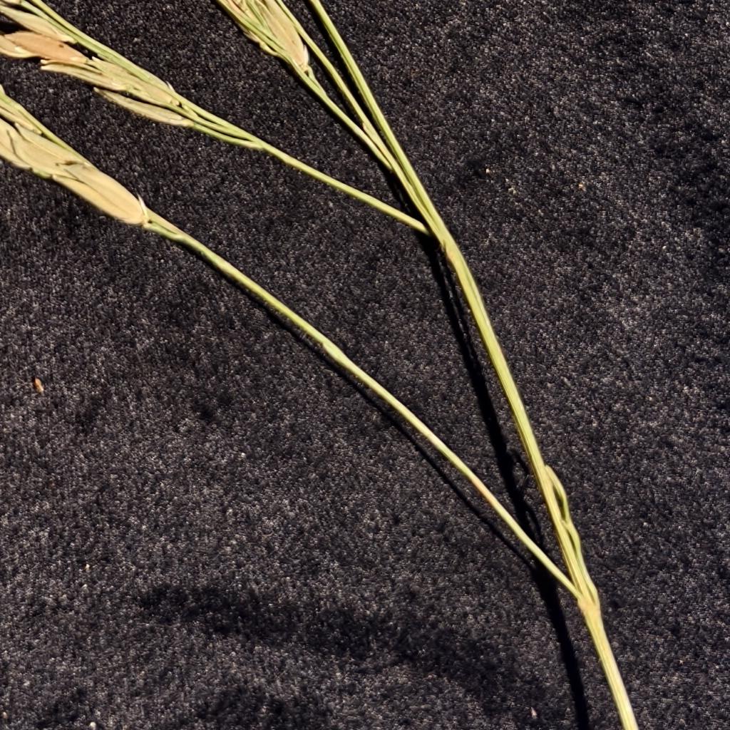 Rice Grains Rate Object Detection Dataset And Pre Trained Model By