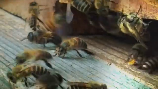 Insect Detection Object Detection Dataset And Pre Trained Model By Betul