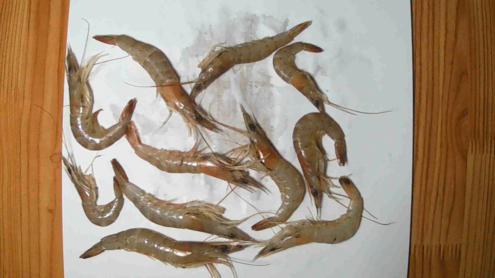 Shrimp Instance Segmentation Model V5 2024 10 20 10 23am By Shrimp