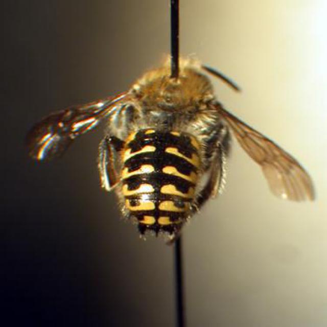 Bees Detection Object Detection Model By Beesandothers