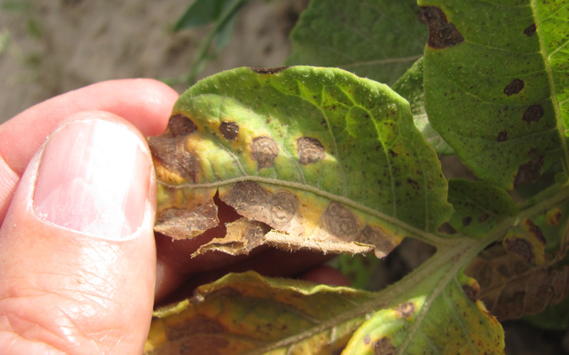 New PLD Object Detection Dataset by Object Detection