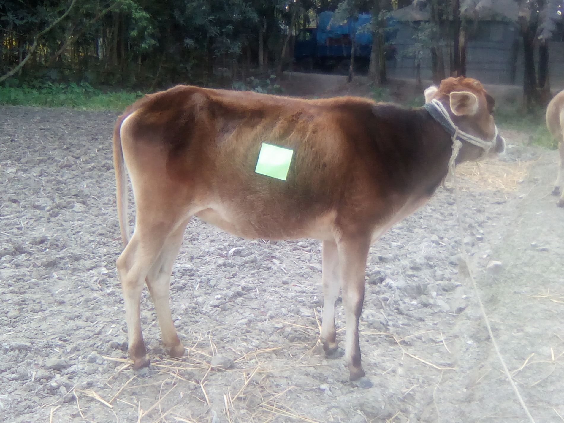 CalBoi - Roboflow Universe