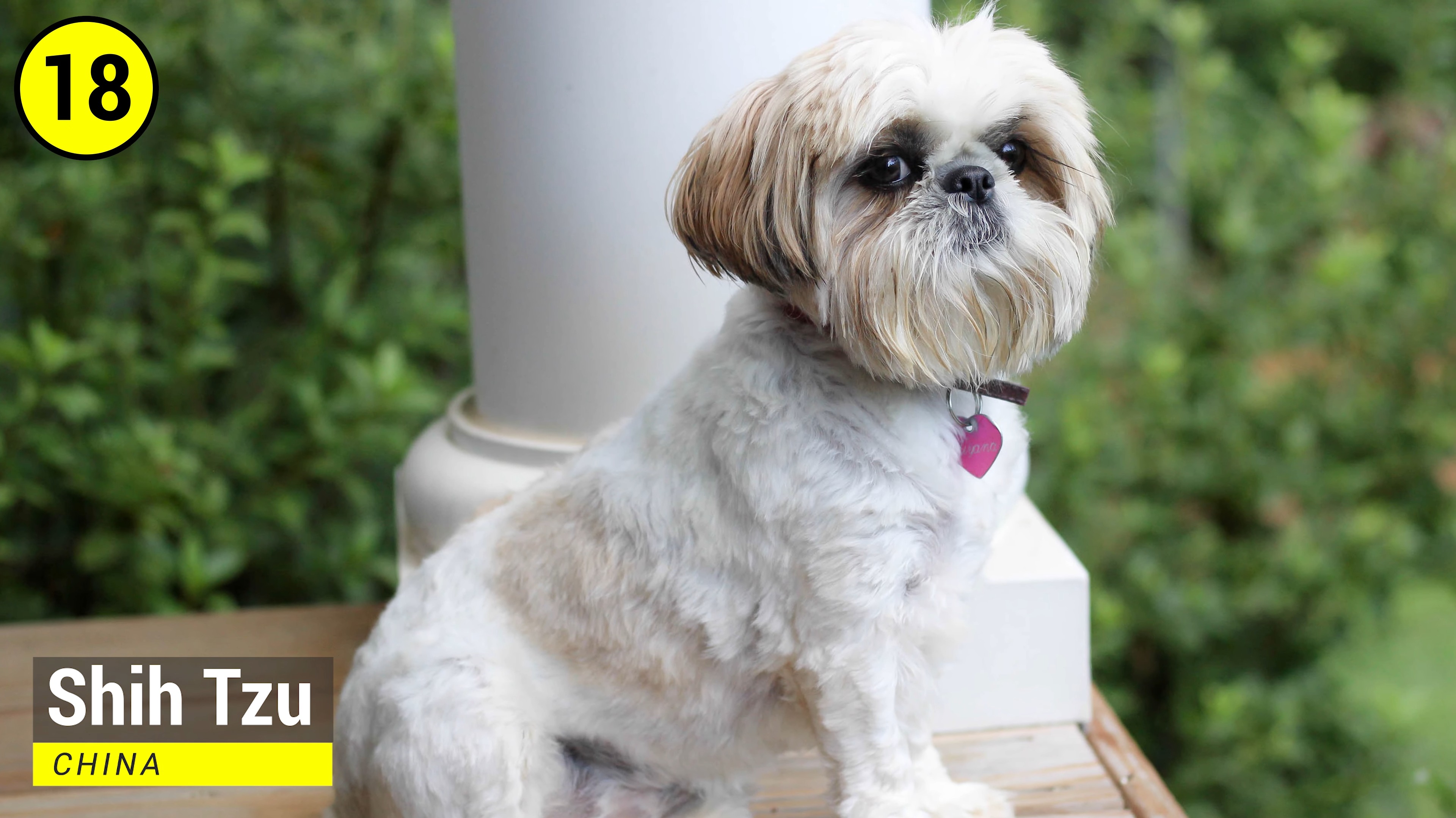 Dog Breeds Object Detection Dataset by Study