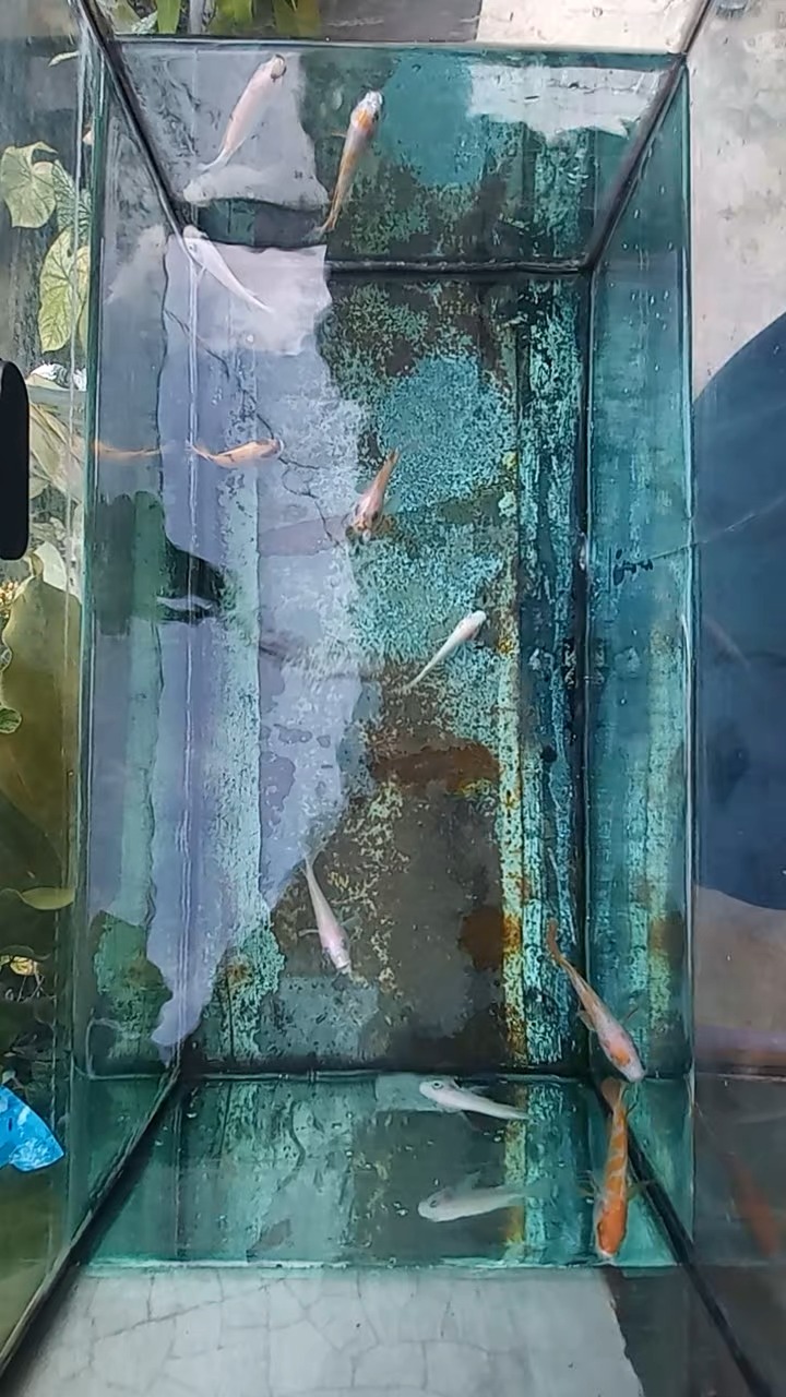 fish detection Object Detection Dataset and Pre-Trained Model by coba