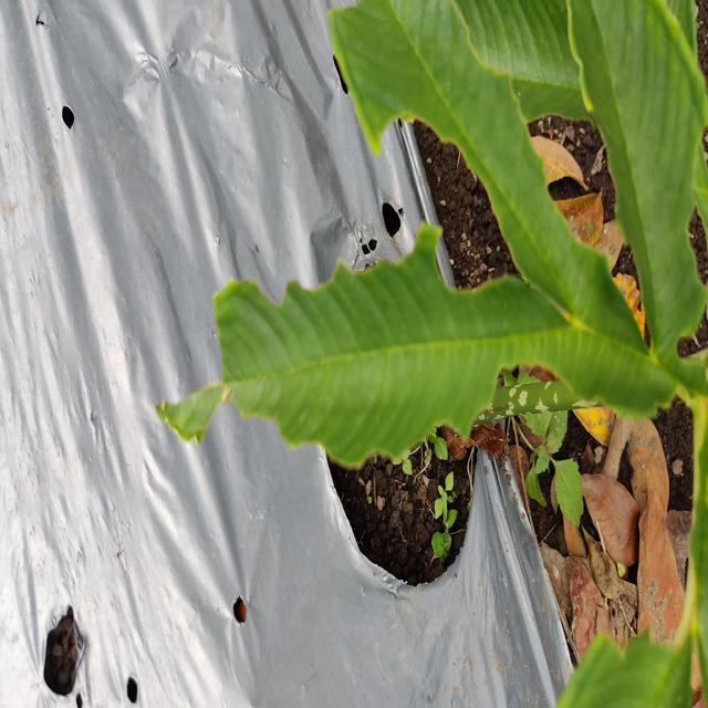 Porang Labeling Object Detection Dataset and Pre-Trained Model by Dataset