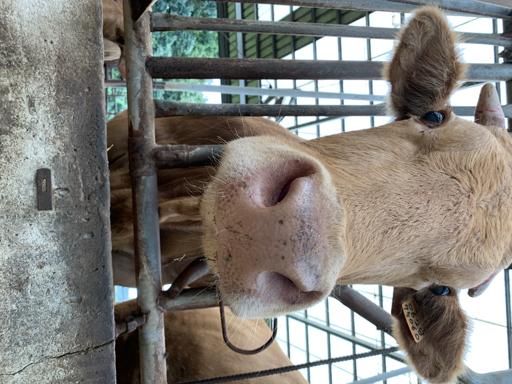 Muzzle Detection Object Detection Dataset And Pre Trained Model By Bulkrum