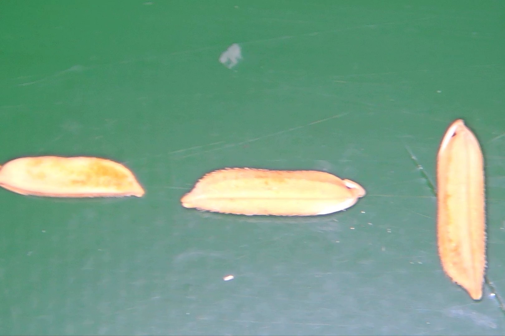 Rice Variety Instance Segmentation Dataset and Pre-Trained Model by Varietal Rice Seed