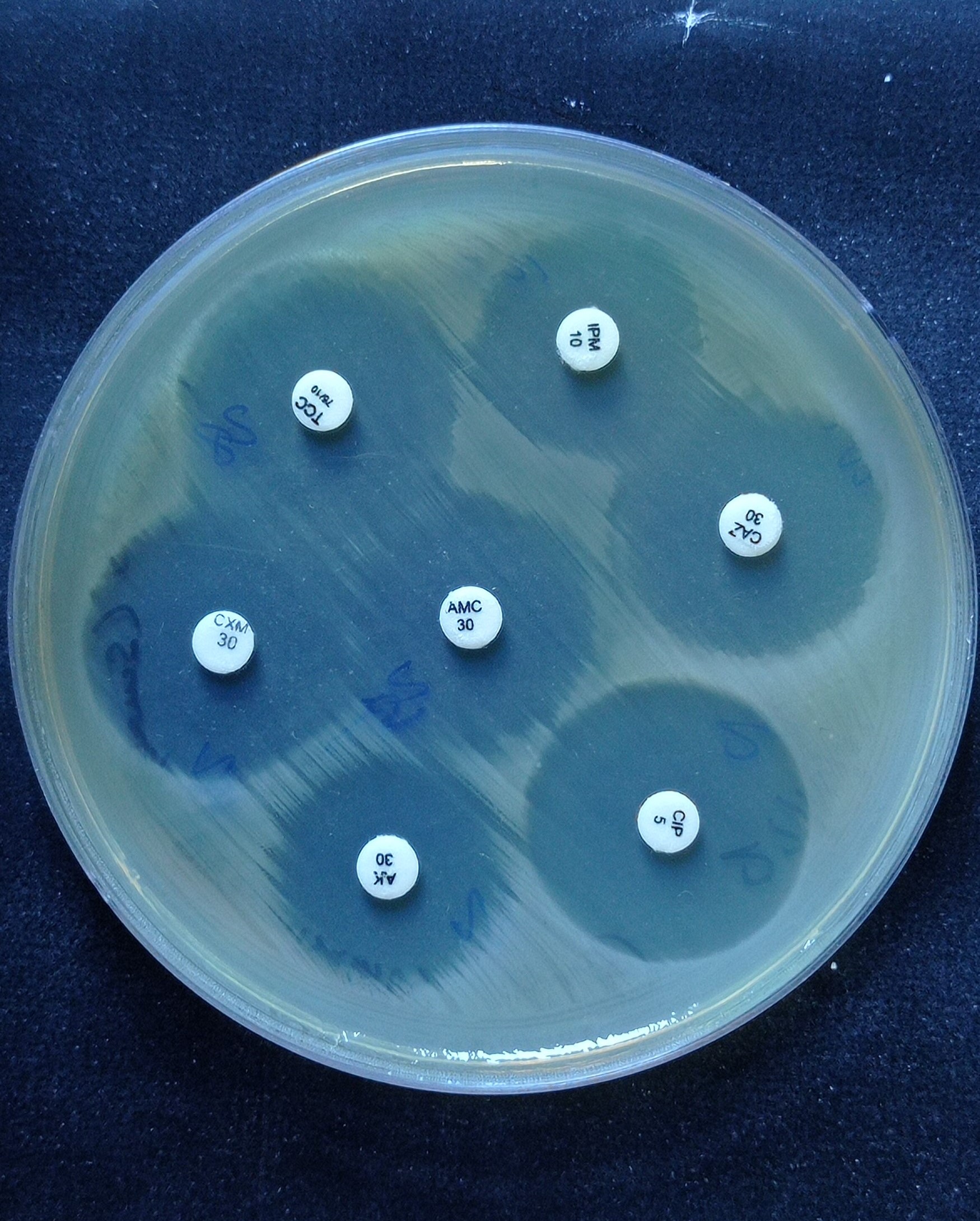 ast Object Detection Dataset and Pre-Trained Model by astimp