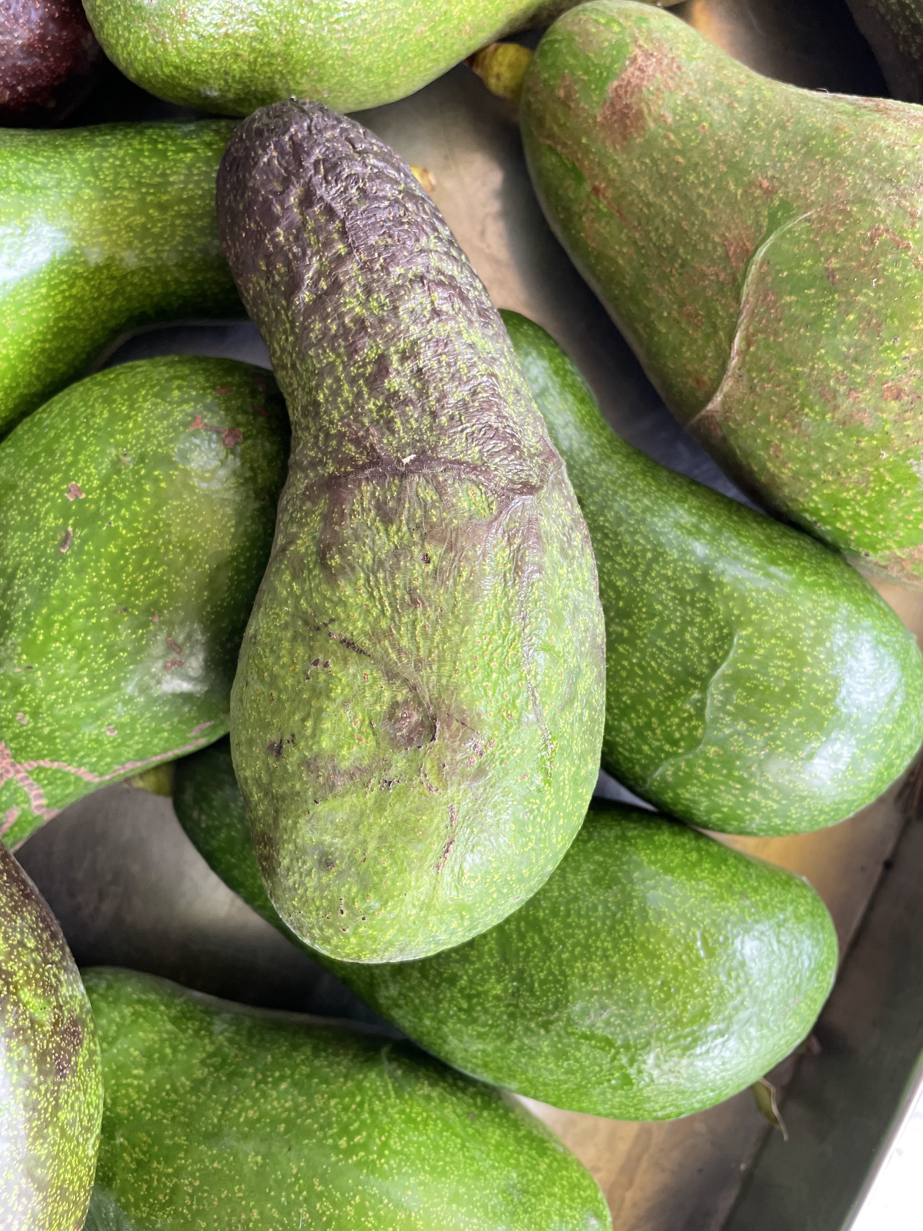bad avocado Object Detection Model by Miao