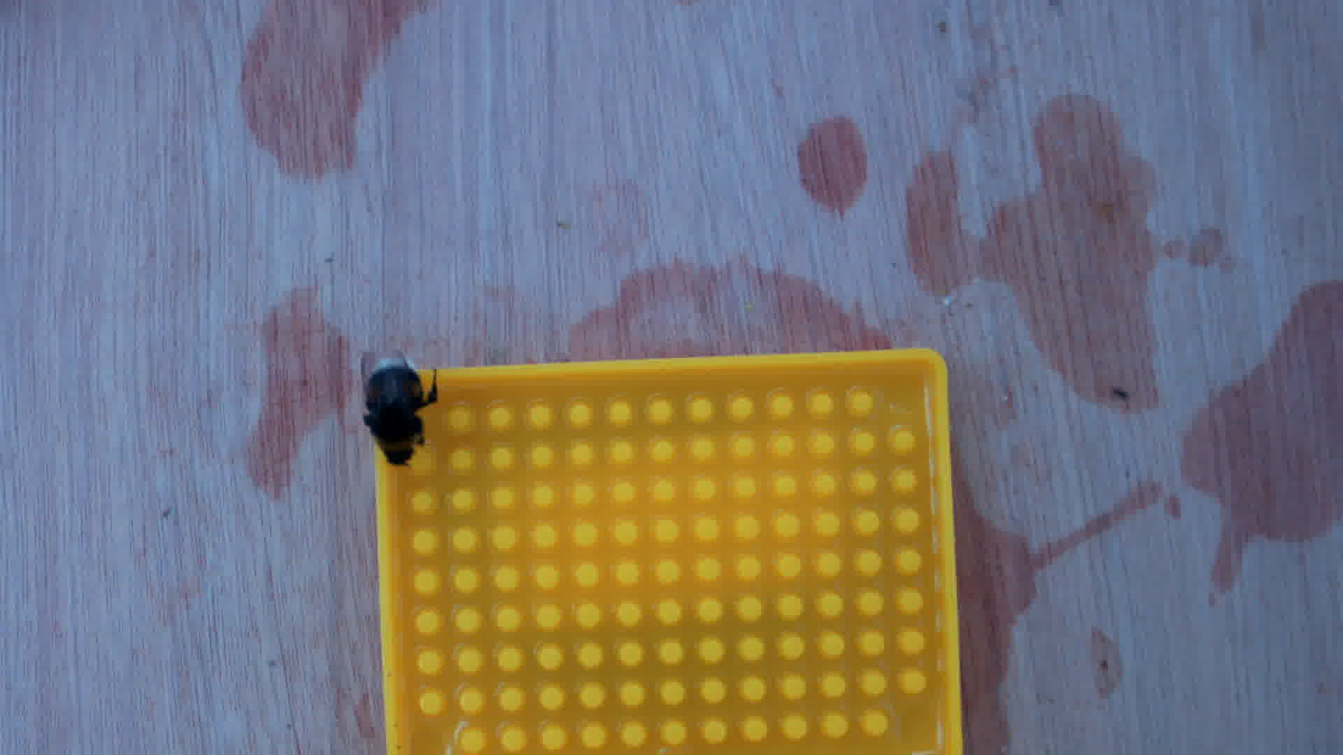 Bumblebee model Object Detection Dataset by Bird Research