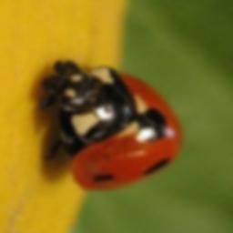 ladybug Object Detection Dataset by potato