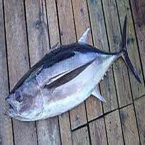 testfish Object Detection Dataset by Test fish