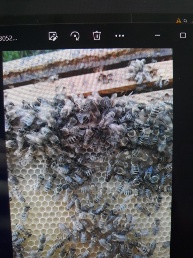 BeeQueen Detector - Roboflow Universe