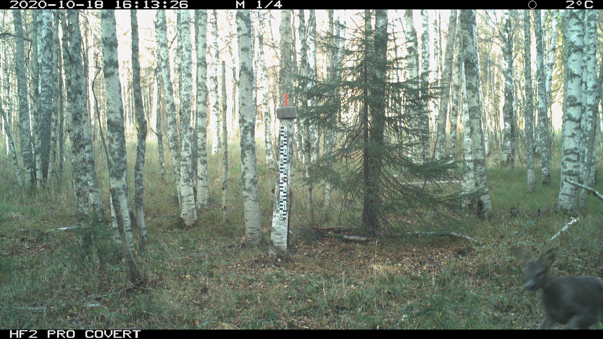 Moose Or Goose Object Detection Dataset and Pre-Trained Model by Moose Project