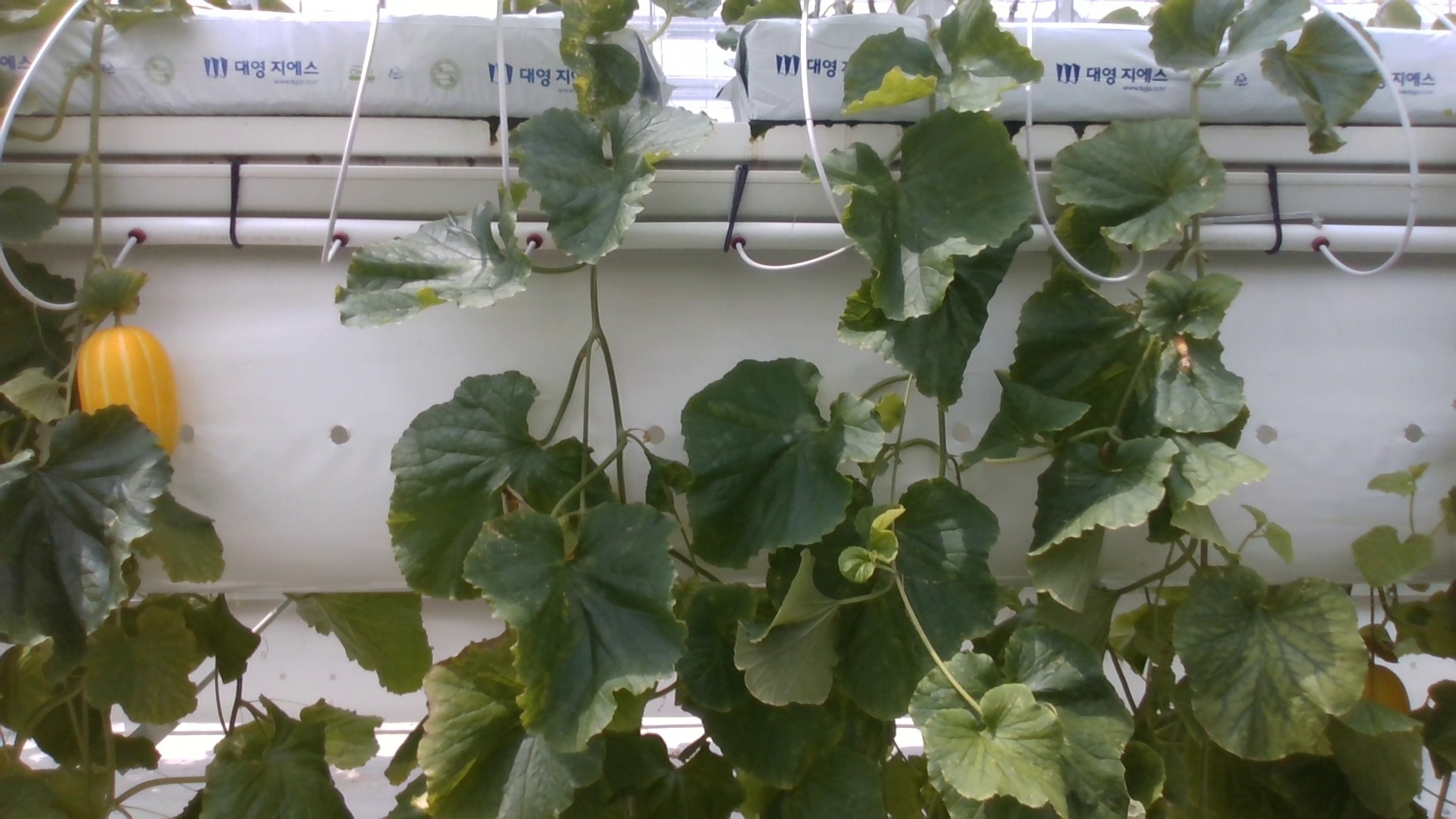 melon Instance Segmentation Dataset by CNUVIA