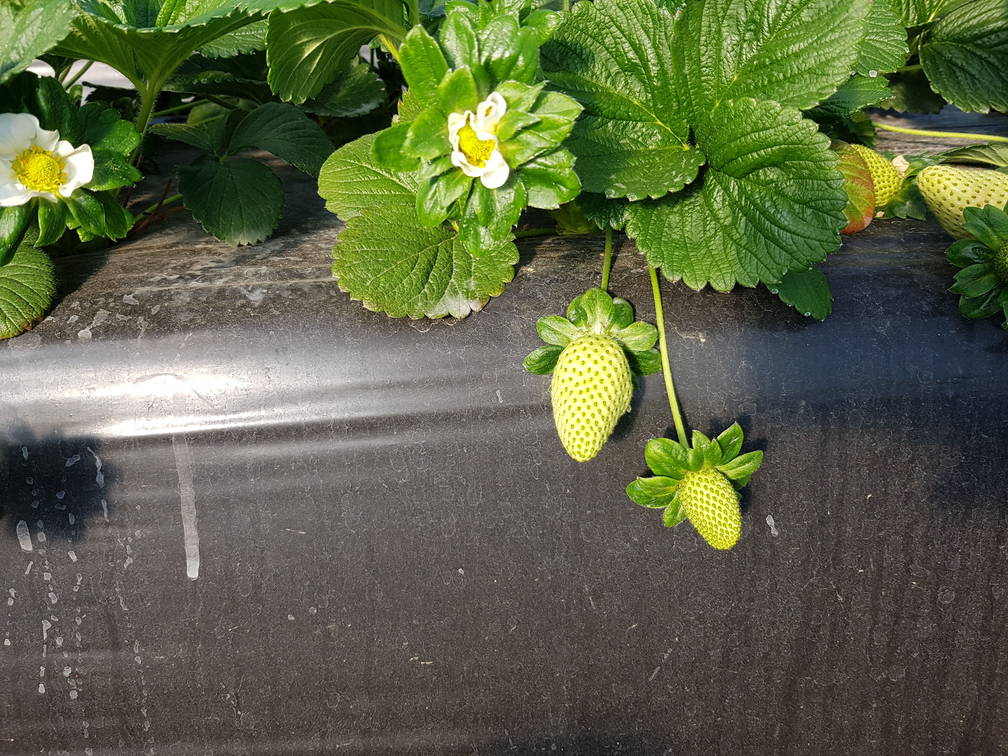 strawberry pose Keypoint Detection Dataset by CNUVIA