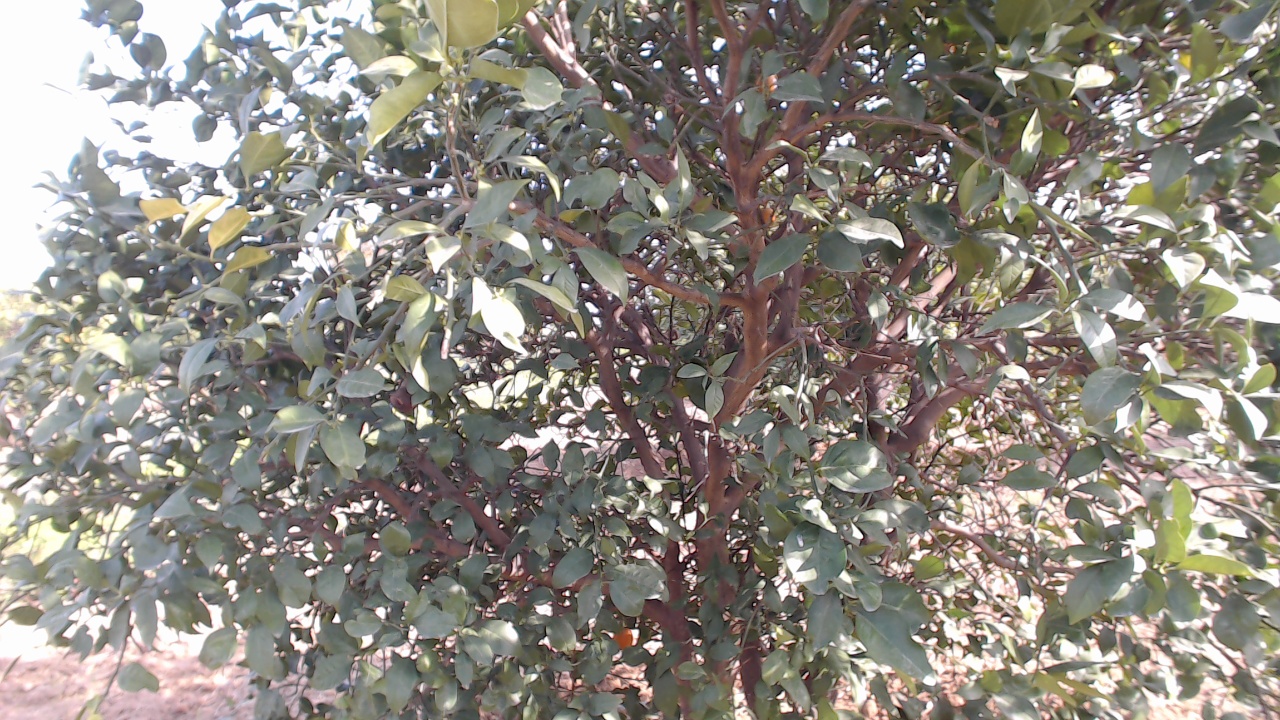 Citrus Tree Detection Object Detection Dataset And Pre Trained Model By Arid University