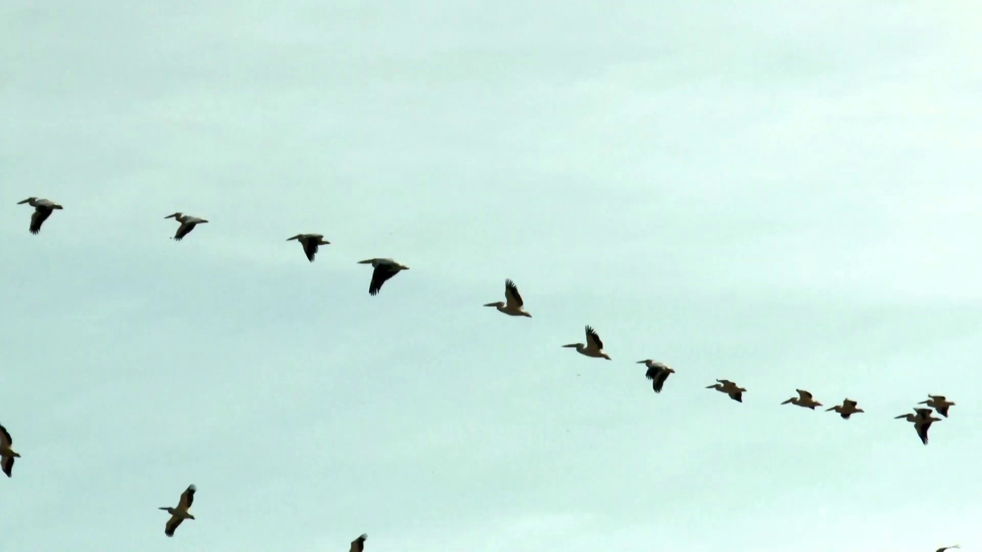 bird-data-conversion Object Detection Dataset by bm