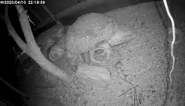 rat Object Detection Dataset by iit kharagpur