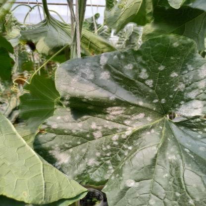 Melon05-09-22 Object Detection Dataset by Dataset Melon