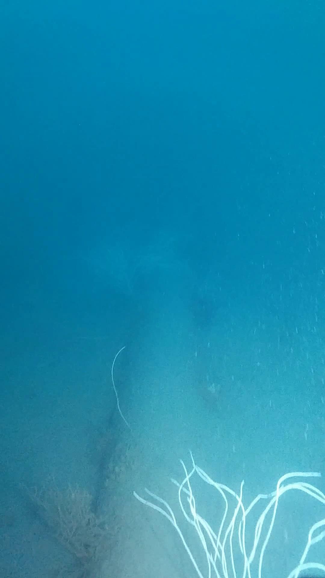 Rovula - Roboflow Universe