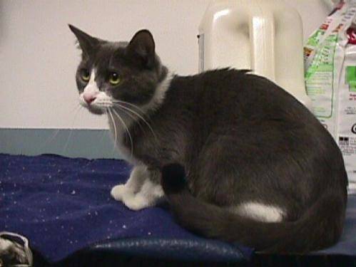 Cat Detection Object Detection Model by YOLOv8 beginner