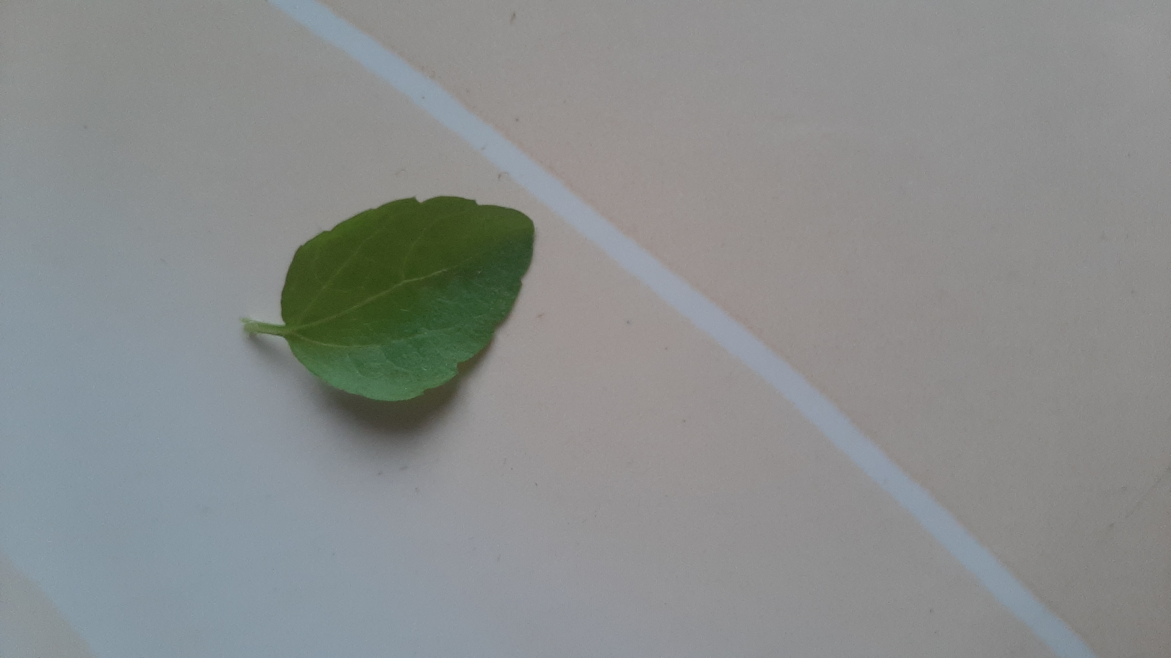 Leaf Object Detection Model by Aditia putra