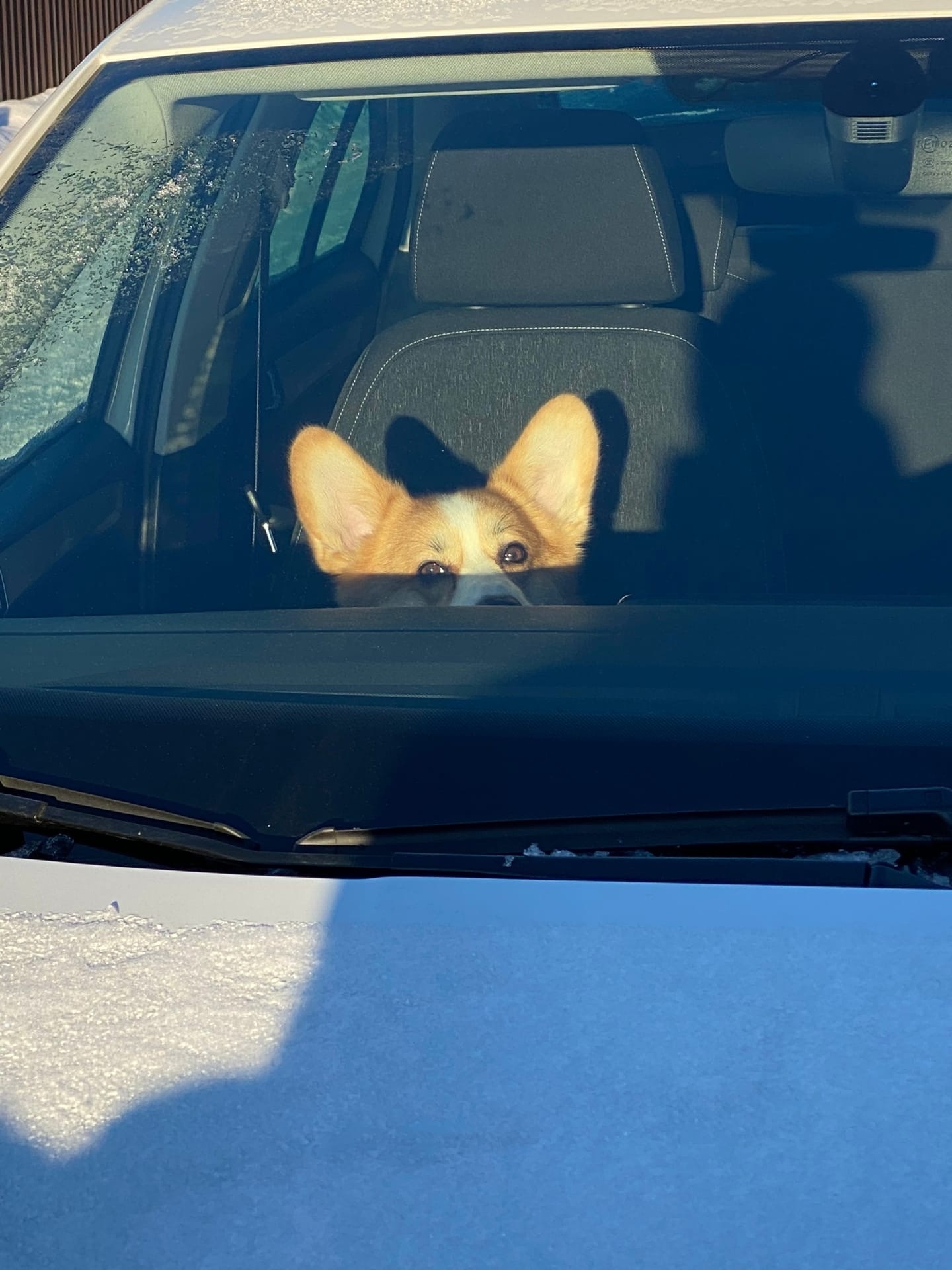 Corgi Object Detection Dataset and Pre-Trained Model by Dogs