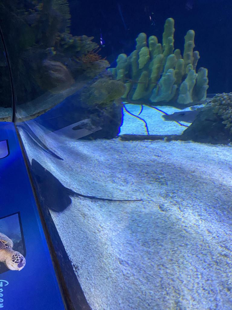 Aquarium_Dataset Object Detection Dataset and Pre-Trained Model by Khubth09