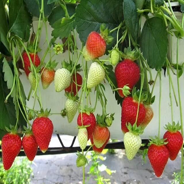 Strawberry 2 Object Detection Model by marziye