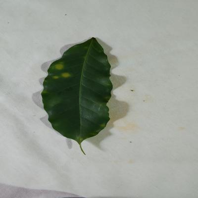 Coffee Leaf Diseases - Spots Object Detection Dataset by Coffee Leaf ...