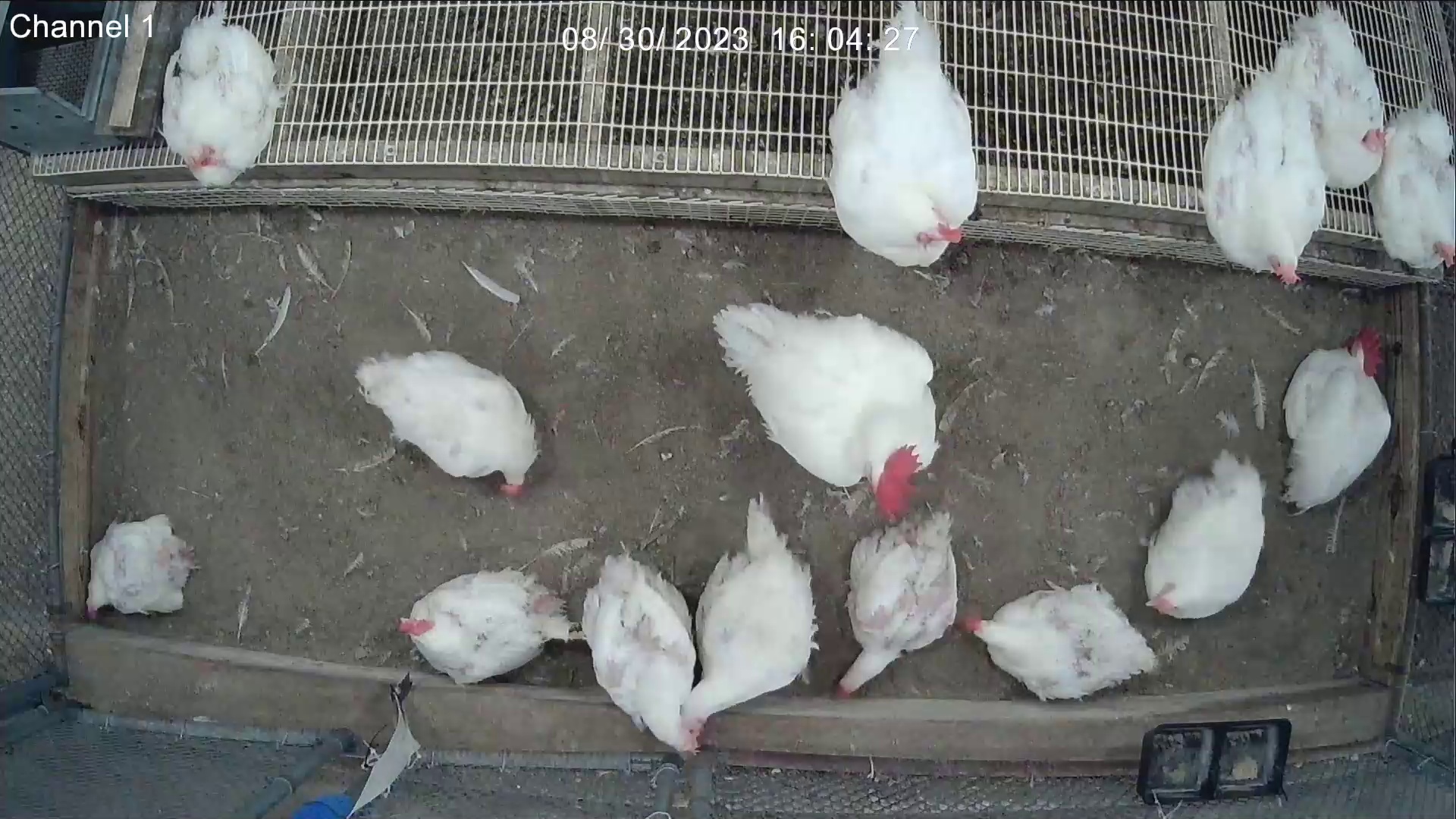 Chickens Object Detection Dataset By Precision Poultry