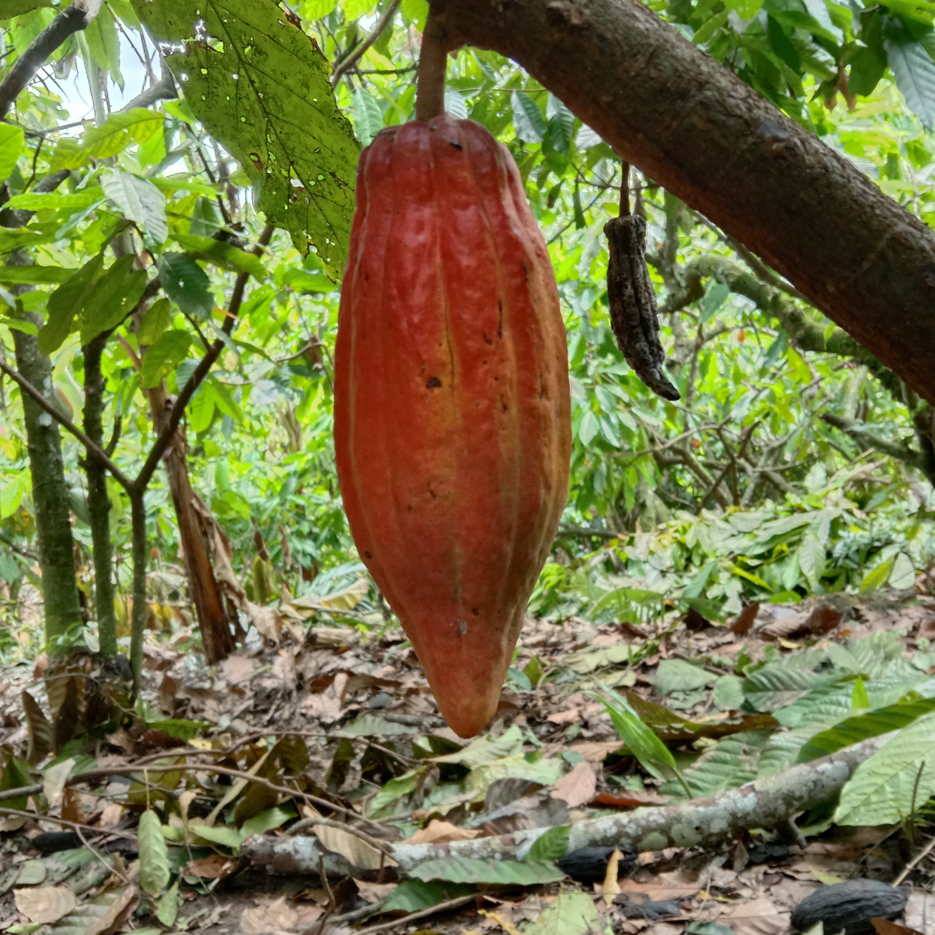 Cacao Diseases and Pests Attack Object Detection Dataset by ...