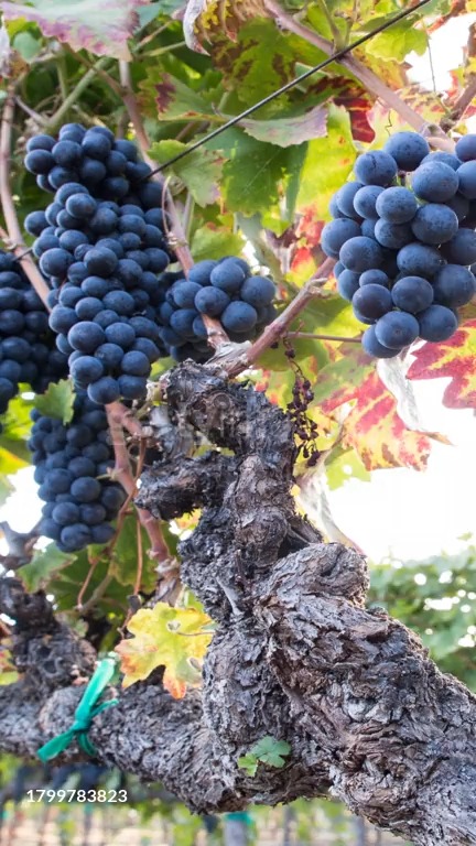 Sweet Potatoes Object Detection Dataset By Ammarworkspace