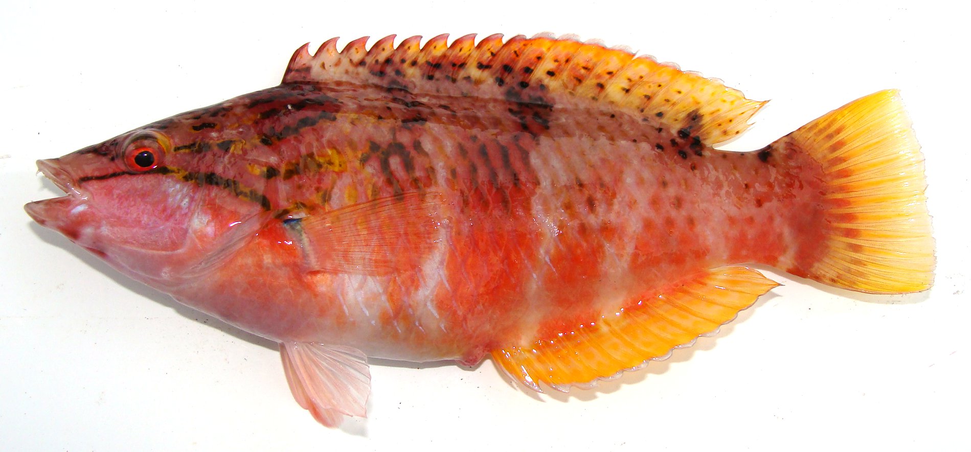 sasanohabera-ver1 Object Detection Dataset by ryosuke