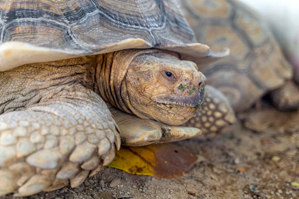 burl_head_of_the_turtle Object Detection Dataset by QIN2DIM