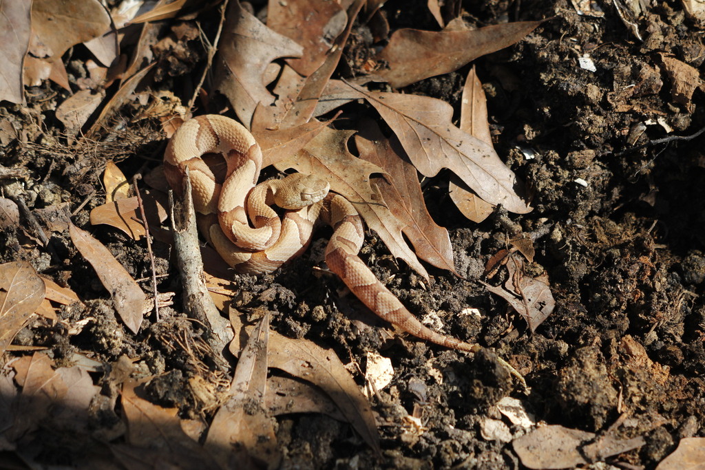 Snake Species Identification Object Detection Dataset (v1, 2024-03-24 6:09pm) by Chris Workspace