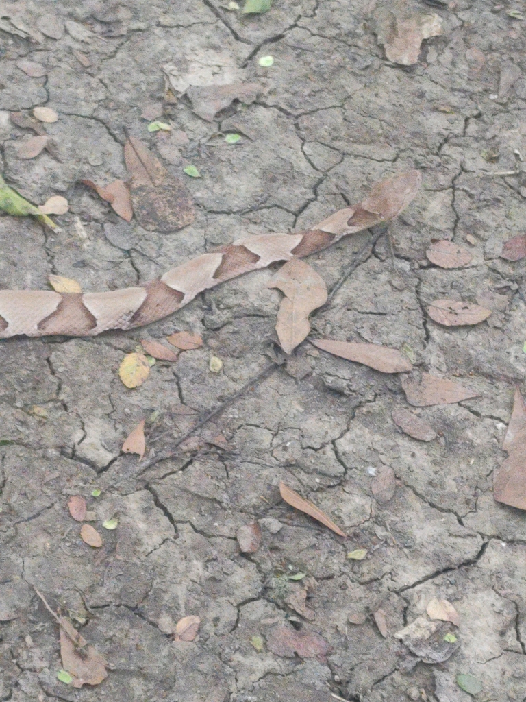 Snake Species Identification Object Detection Dataset and Pre-Trained Model by Chris Workspace