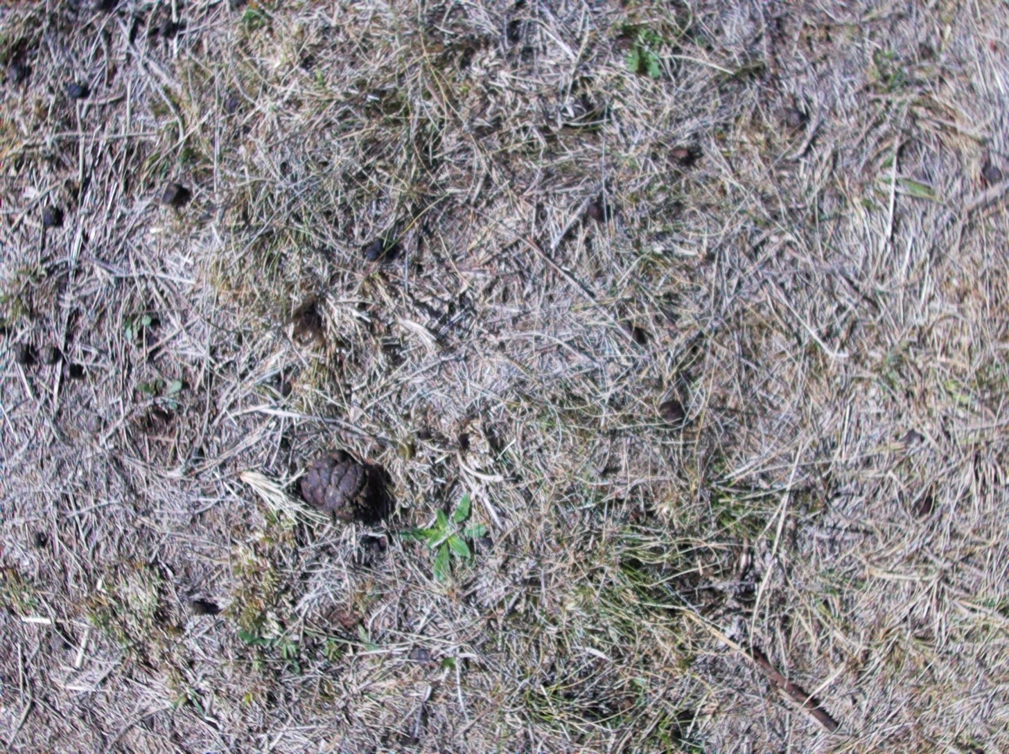 Black_TH Object Detection Model by PEG