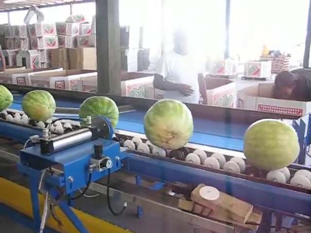 watermelon__ Object Detection Dataset by new-workspace-pgax1