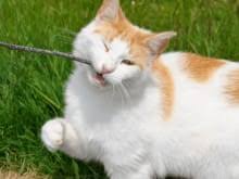 cats Classification Dataset and Pre-Trained Model by cnn