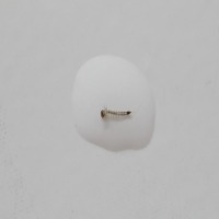 Mosquito Larvae Detection Object Detection Dataset and Pre-Trained Model by Mosquito Larvae ...