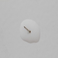 Mosquito Larvae Detection Object Detection Dataset and Pre-Trained Model by Mosquito Larvae ...