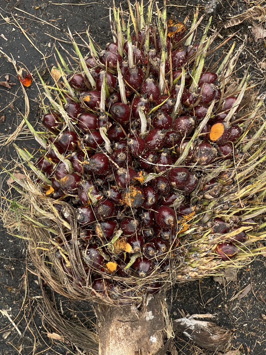 Palm Object Detection Dataset and Pre-Trained Model by Easy Rice