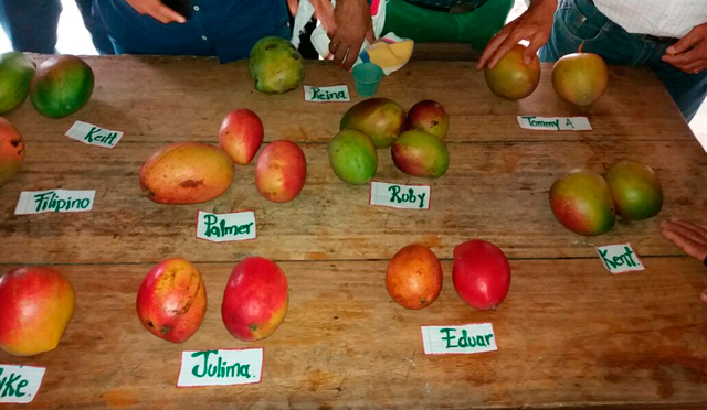 mango Object Detection Dataset by Frutas2