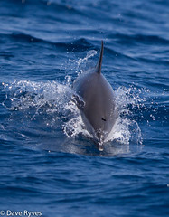 Pantropical spotted dolphin Object Detection Model by class