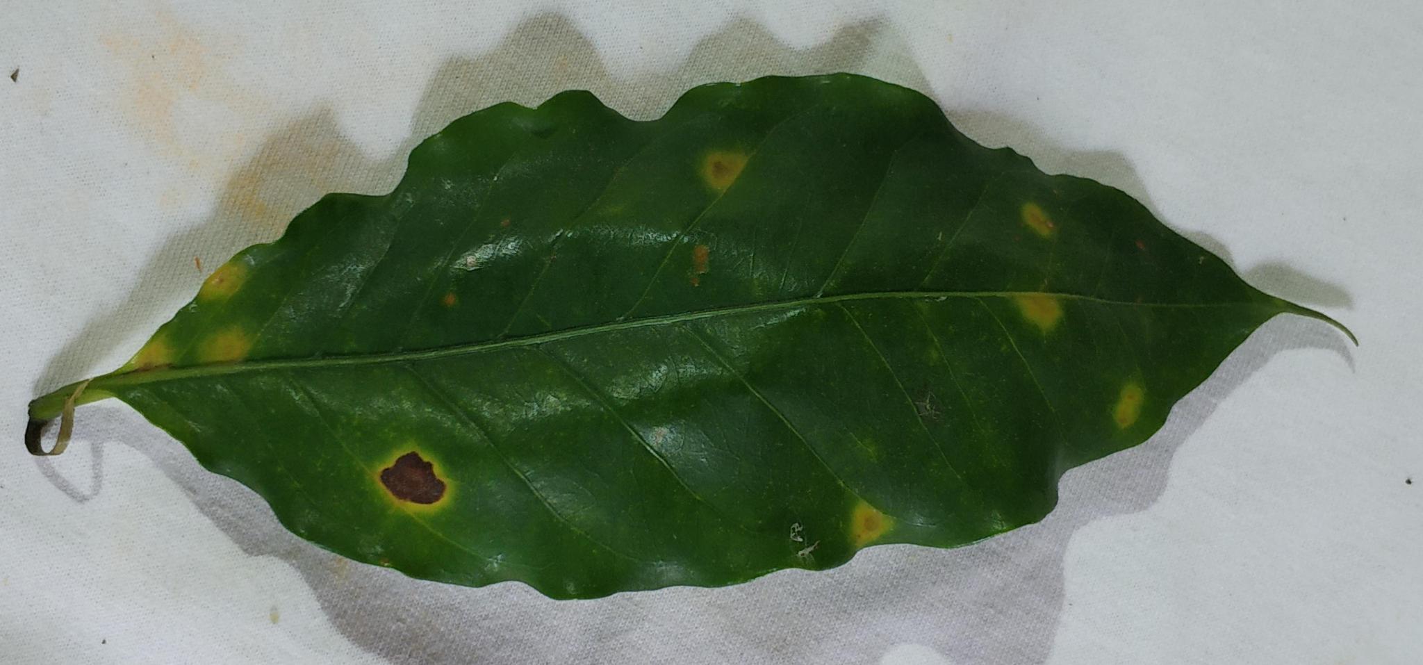 coffee leaf disease Object Detection Model by object detection